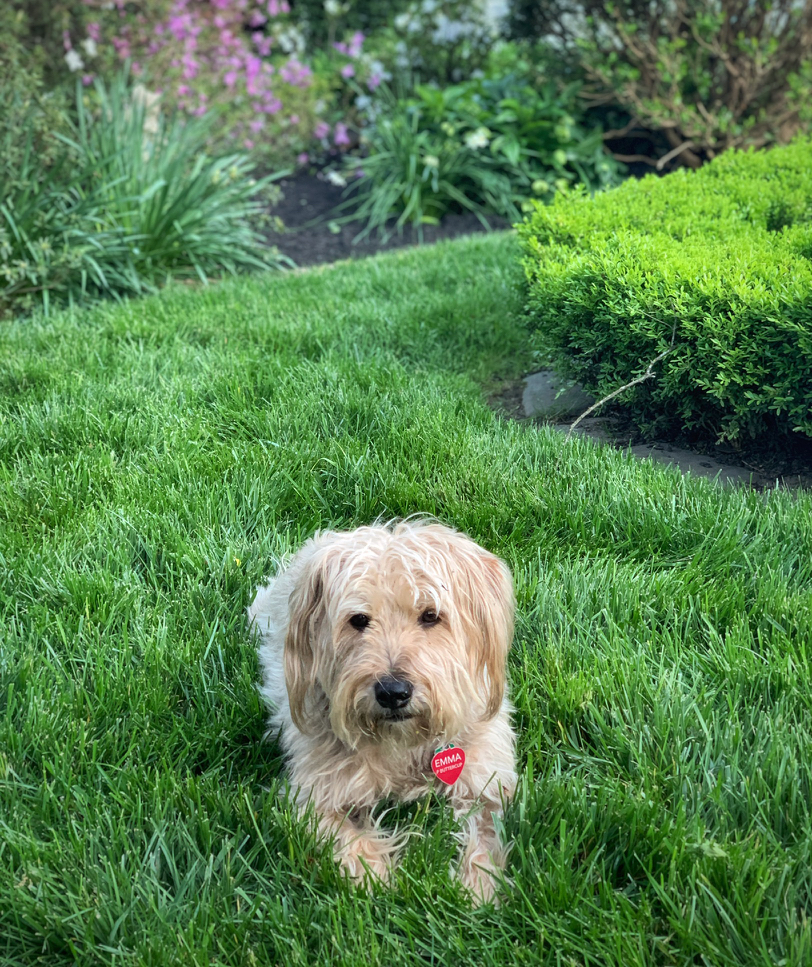 Emma, Dog of my Heart – Glittermoon Vintage Christmas